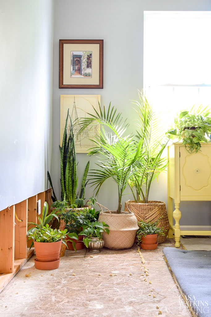 plants-in-destroyed-dining-room – Casa Watkins Living